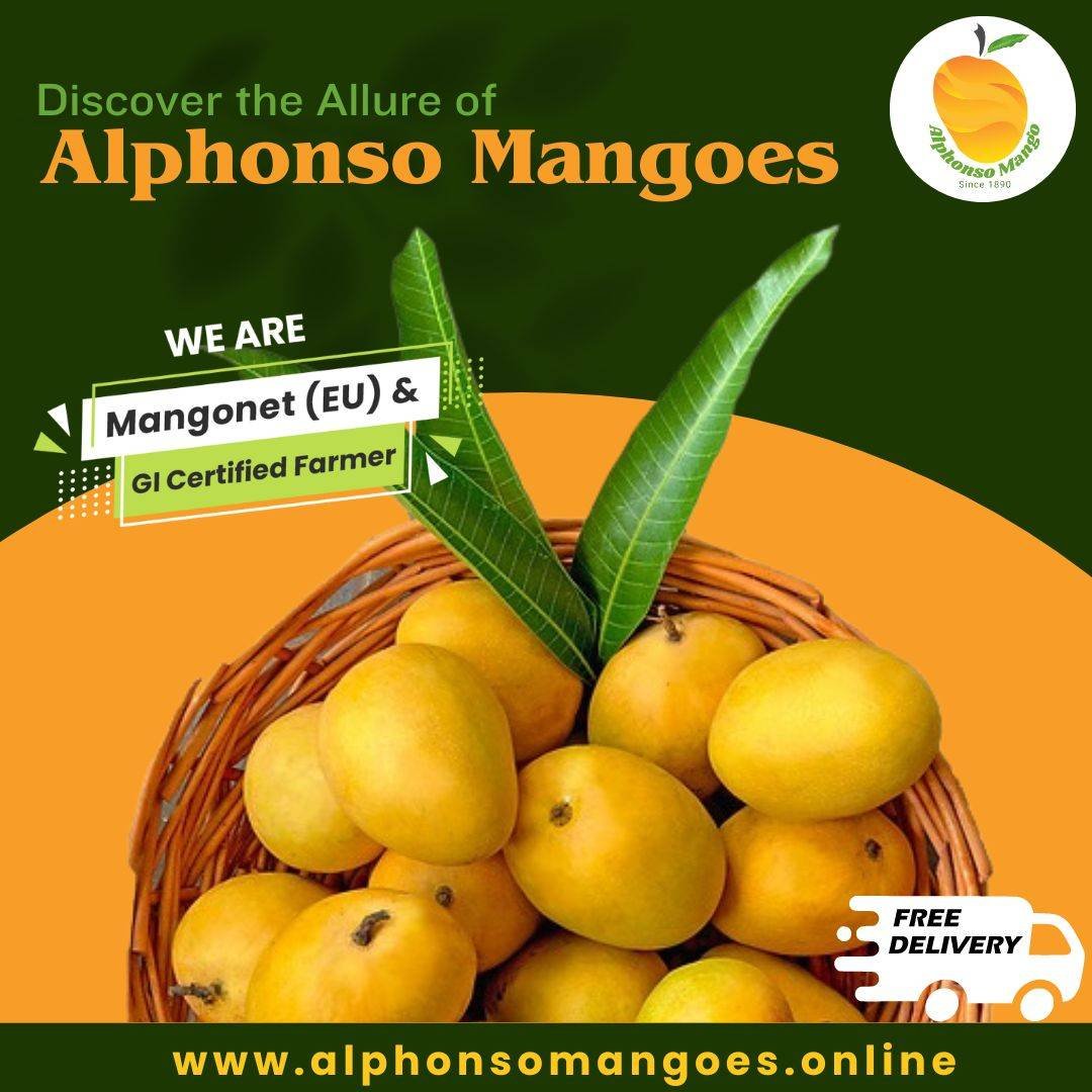 Alphonso Mangoes Online Hyderabad at Brenda Norris blog
