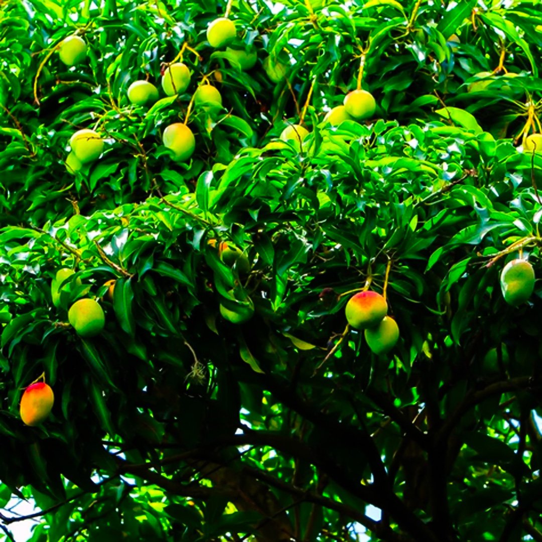 Devgad Alphonso Mangoes Online | 3 Dozen Family Pack