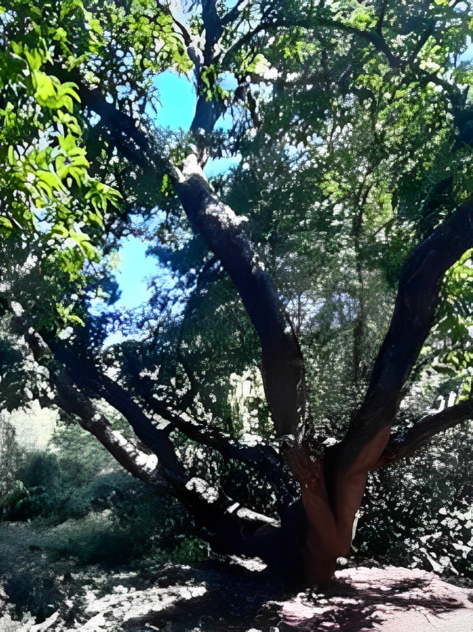 Buy Devgad alphonso I Madagascar and Mango Konkan Belt