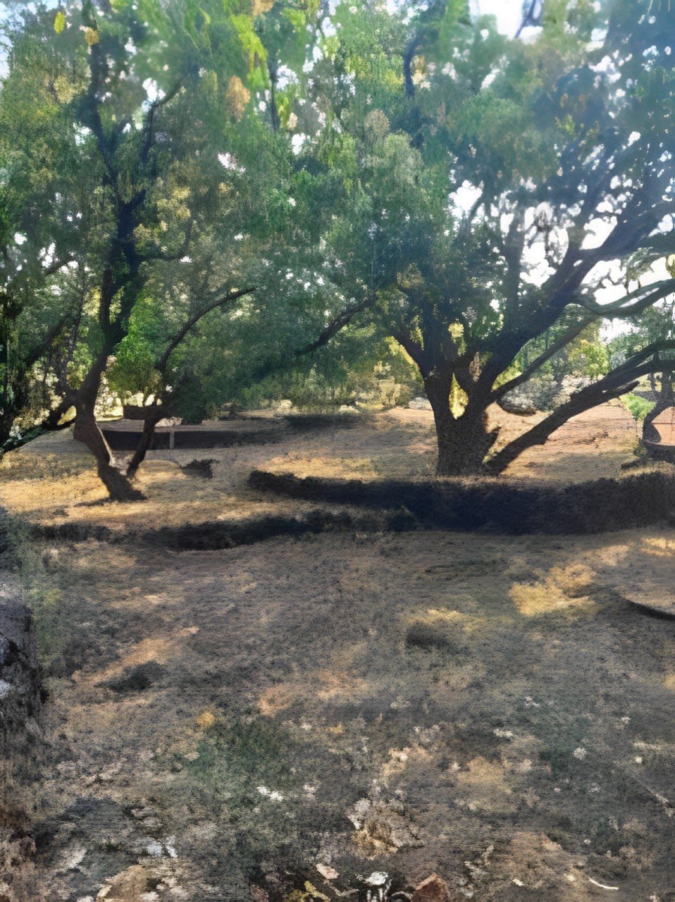 Geology and Alphonso Mangoes Plantation