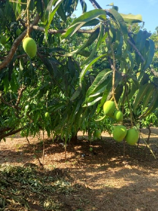 Devgad Alphonso Mangoes Planting Distance